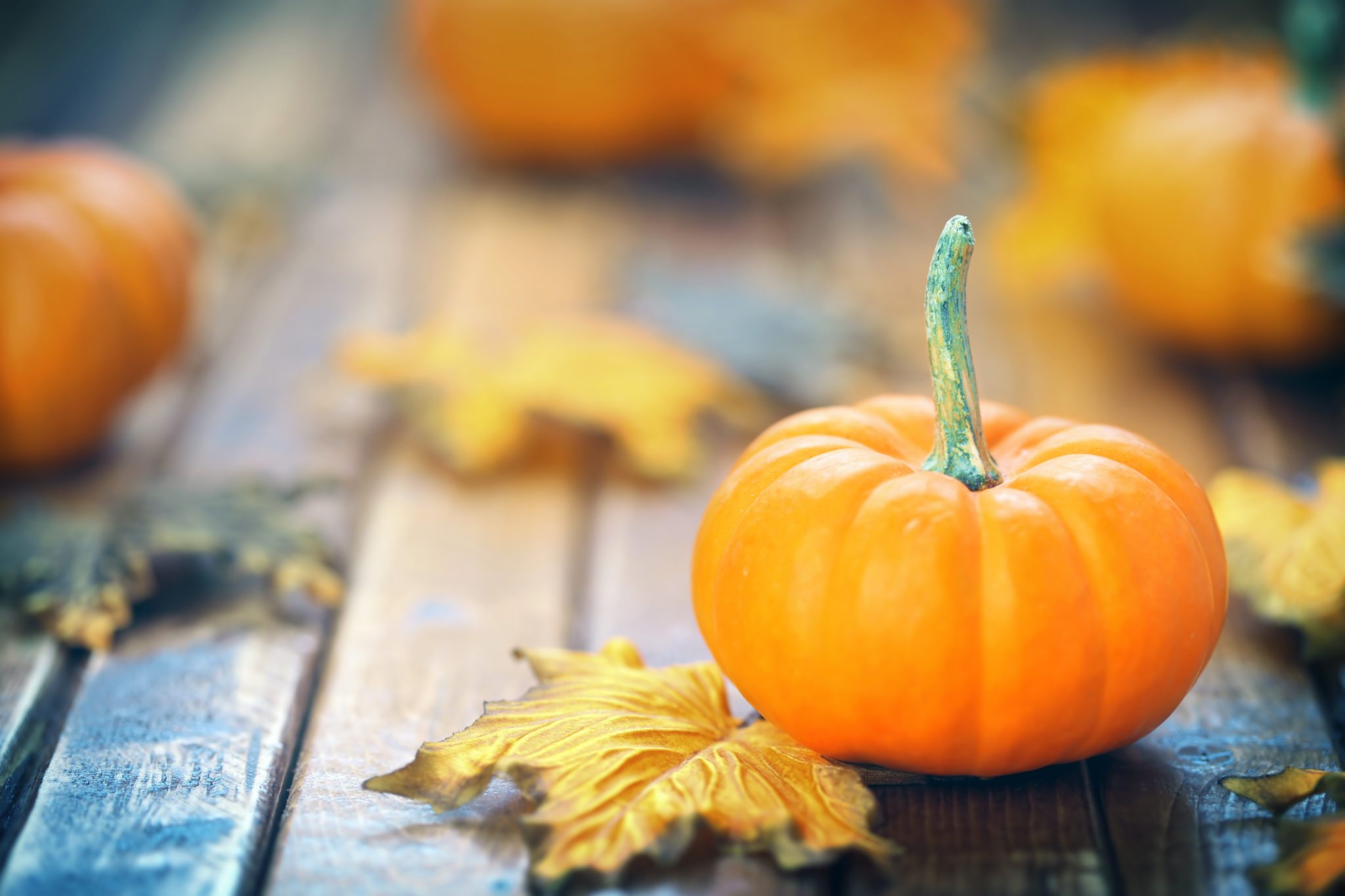 Giving Thanks Every Day Alyson Schafer Giving Thanks Every Day Alyson Schafer